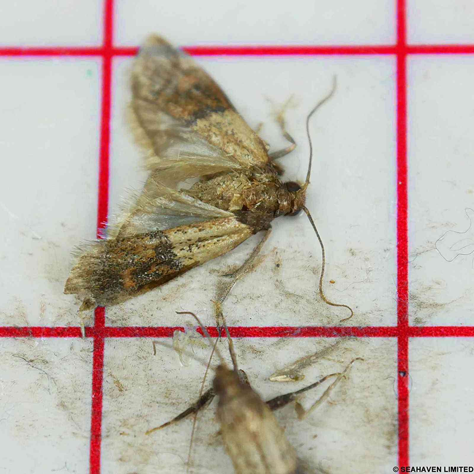 Entopest IMM Pheromone Pads (Plodia interpunctella) – Moth Removal